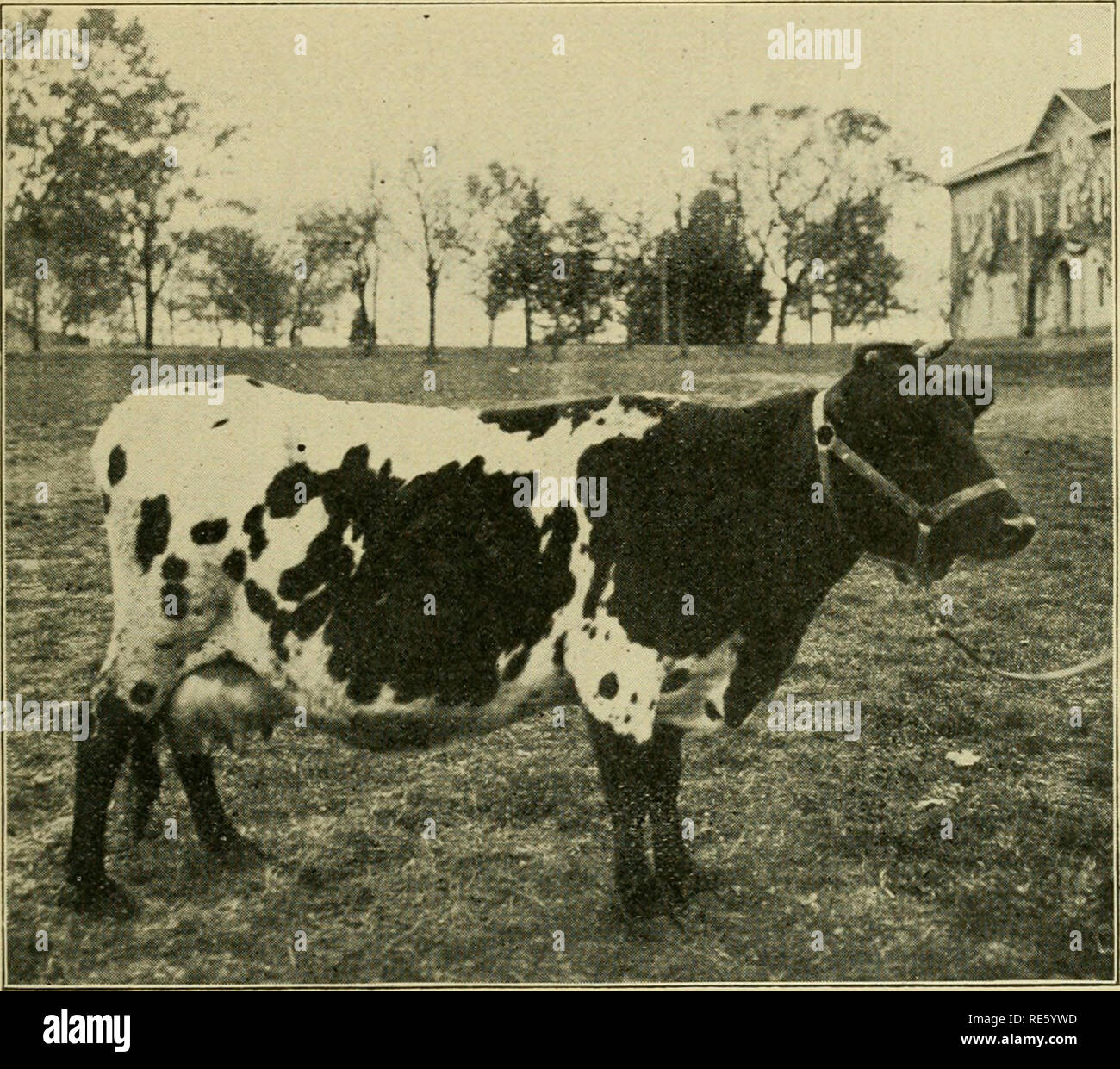 Otis the cow hi-res stock photography and images - Alamy