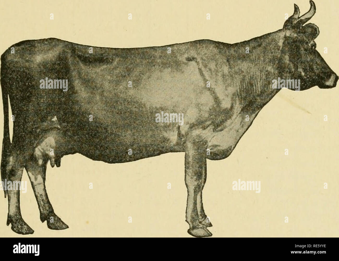. The creamery patron's handbook. Dairying. TESTED DAIRY ANIMALS ...