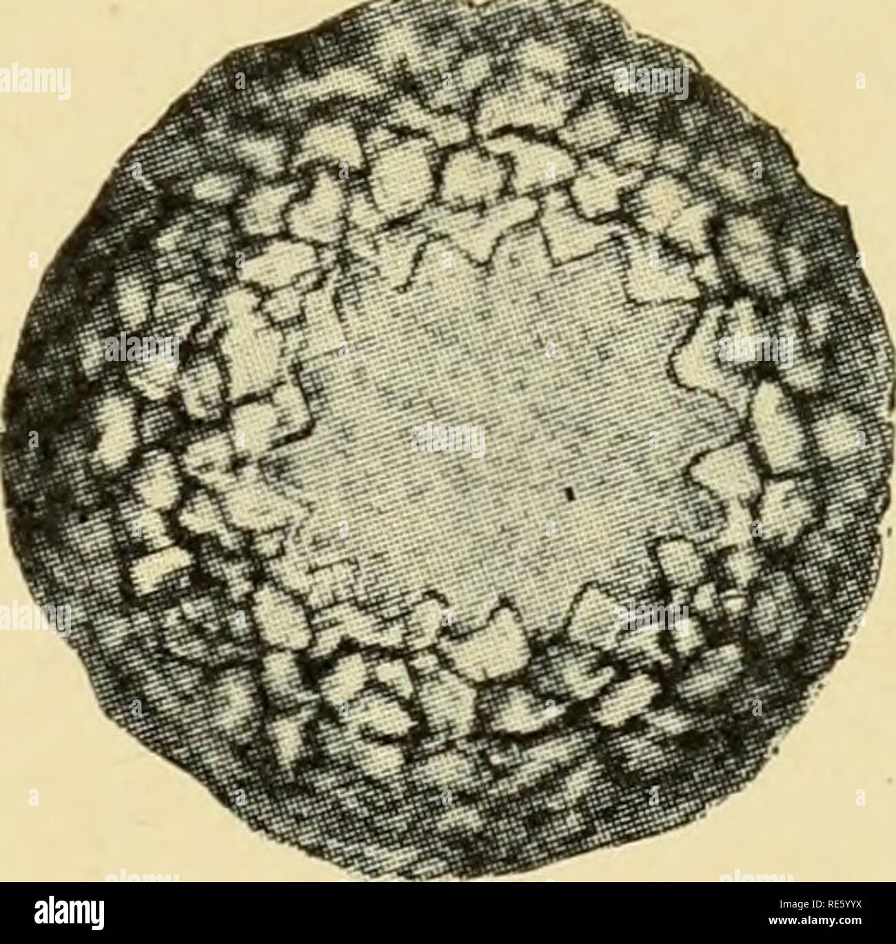 Shelled amoeba hi-res stock photography and images - Alamy