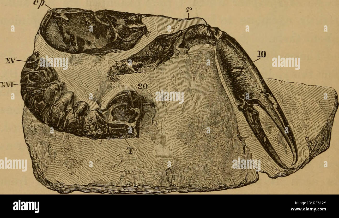 . The crayfish; an introduction to the study of zoology. Crayfish ...