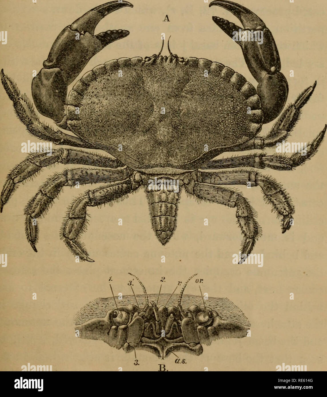 Cephalothorax Crab