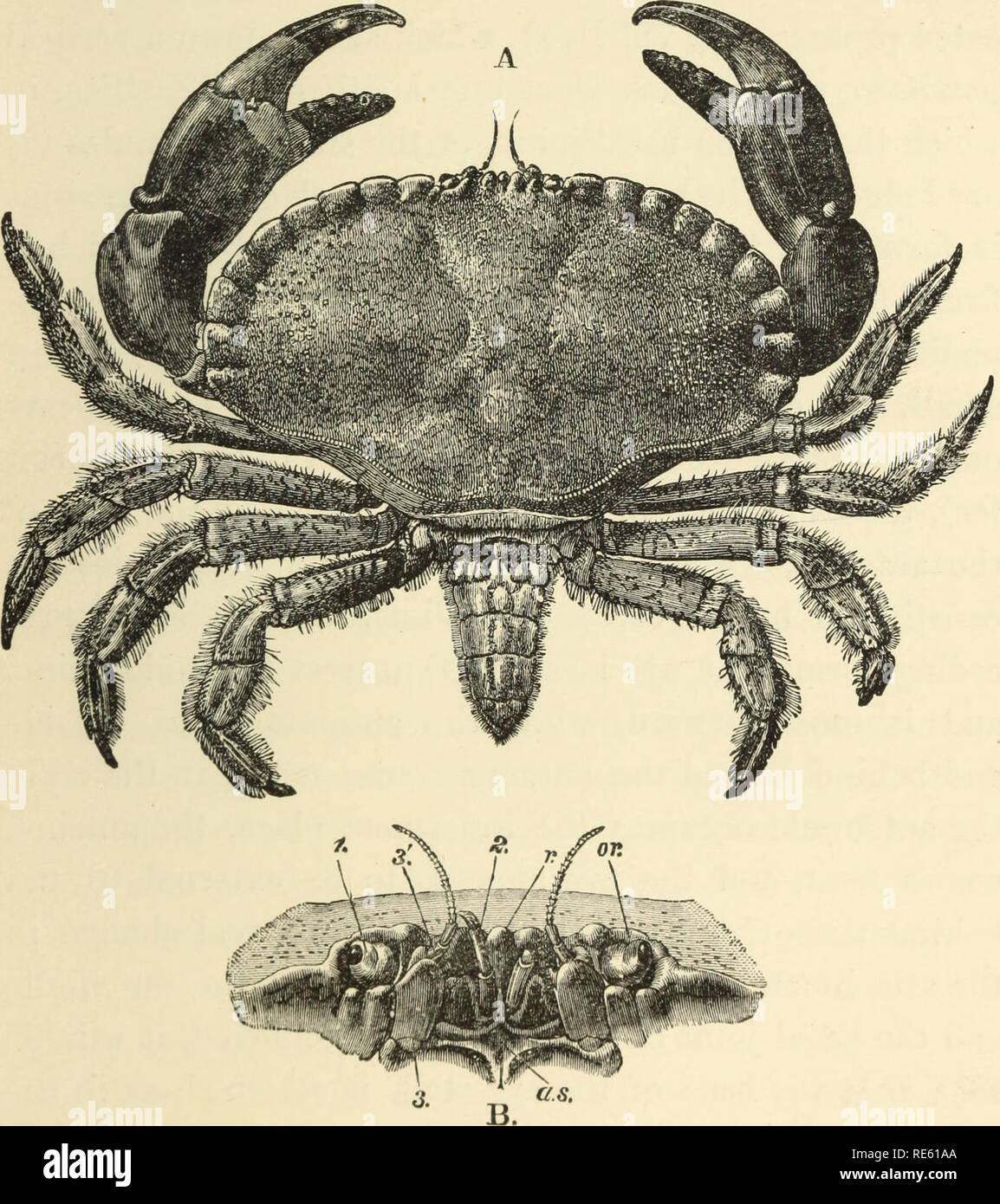 Cephalothorax Crab