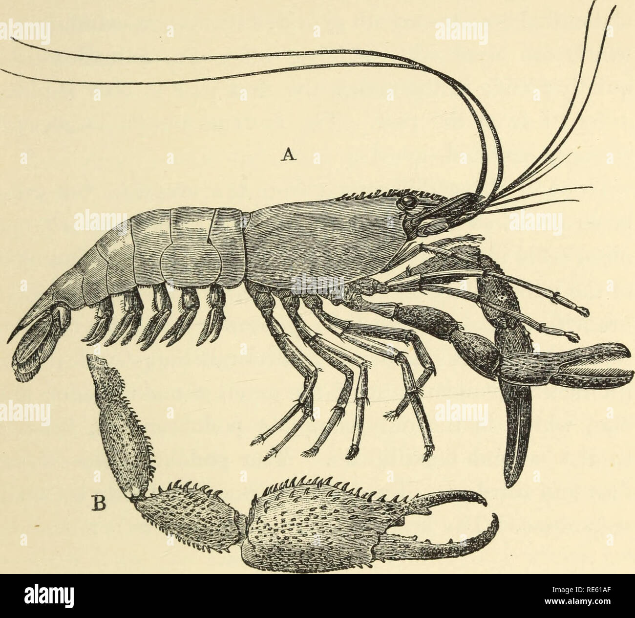Basal scale hi-res stock photography and images - Alamy