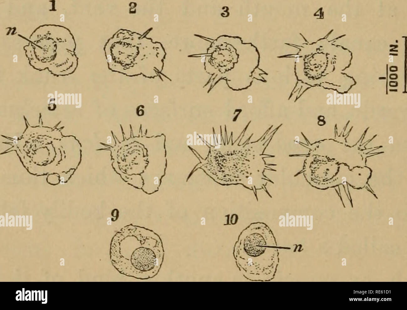 . The crayfish; an introduction to the study of zoology. Crayfish ...