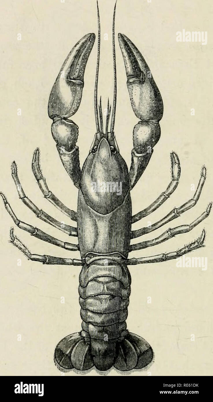 . The Crayfish : an introduction to the study of Zoology. 250 THE ...