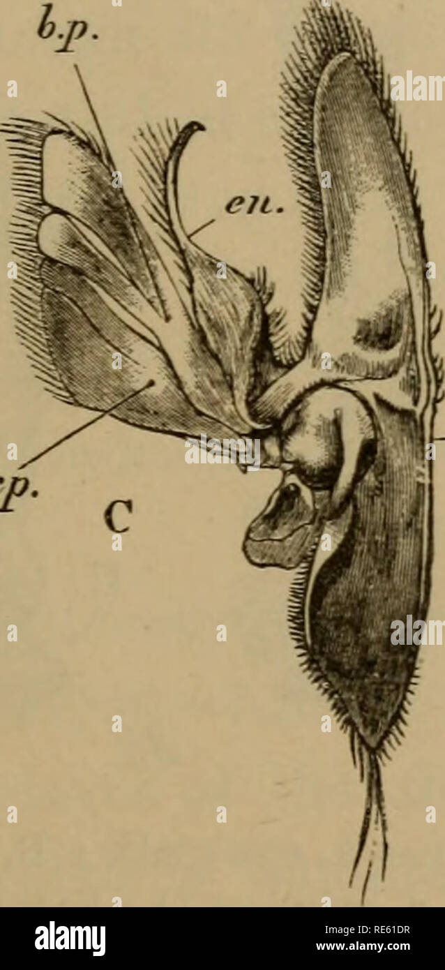 . The crayfish; an introduction to the study of zoology. Crayfish ...