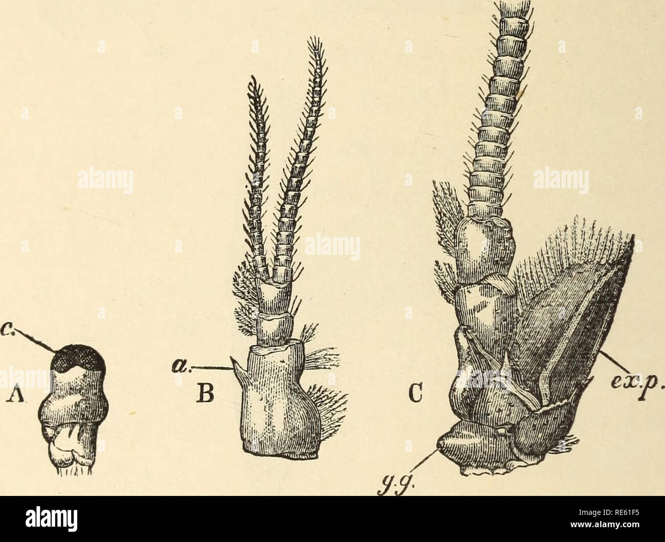 . The crayfish : An introd. to the study of zoology. --. Crayfish ...