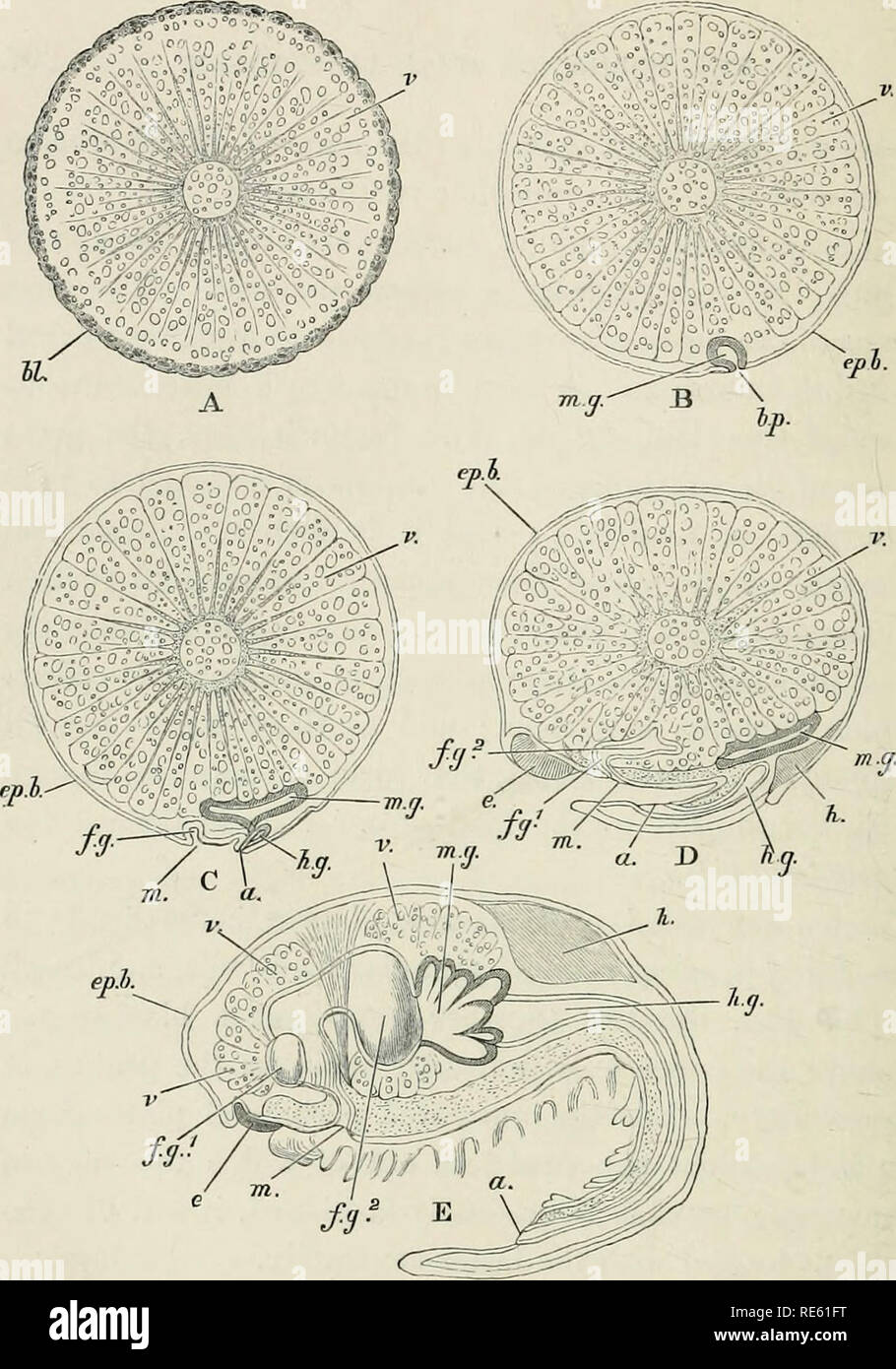 . The Crayfish : an introduction to the study of Zoology. . //•'/ 5 ...