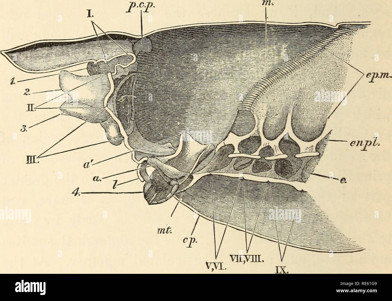 . The crayfish : An introd. to the study of zoology. --. Crayfish ...