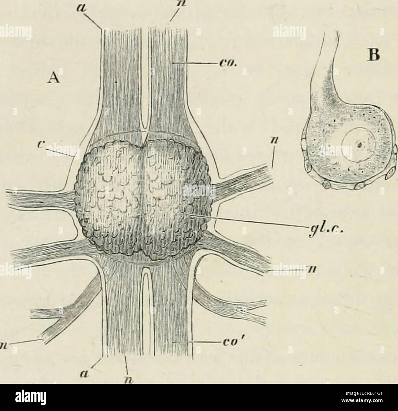 crayfish nerves