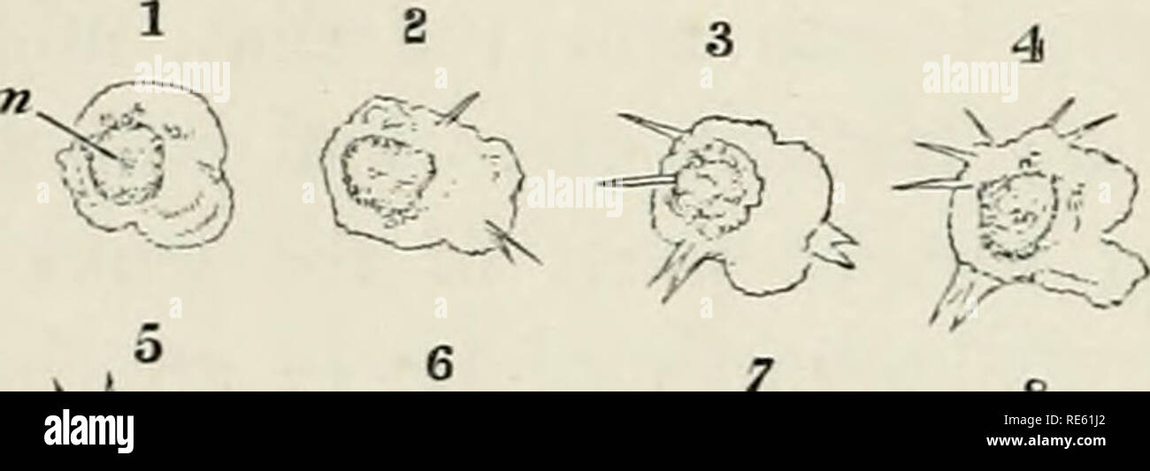 . The Crayfish : an introduction to the study of Zoology. 176 THE ...