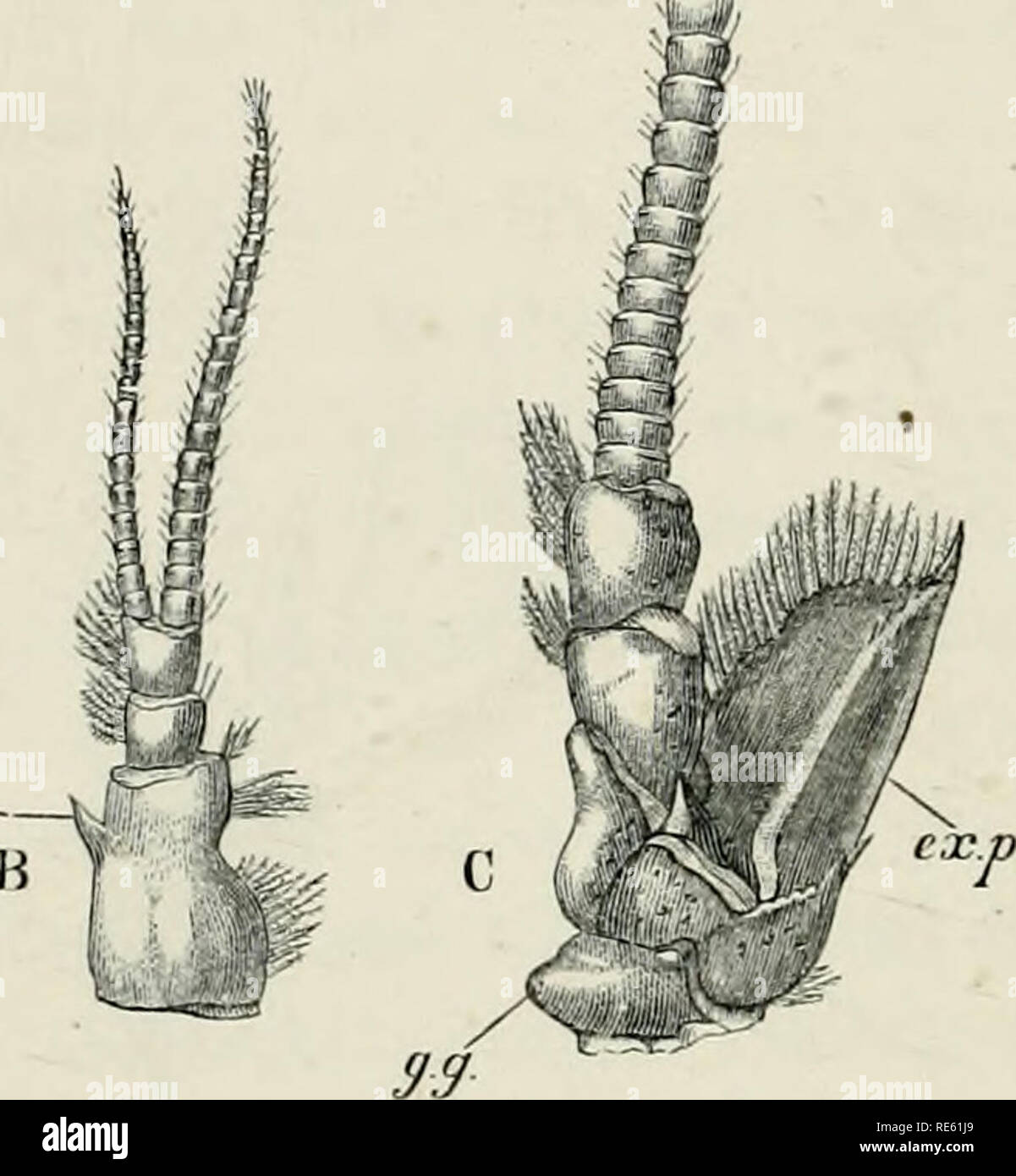 . The Crayfish : an introduction to the study of Zoology. m THE ...