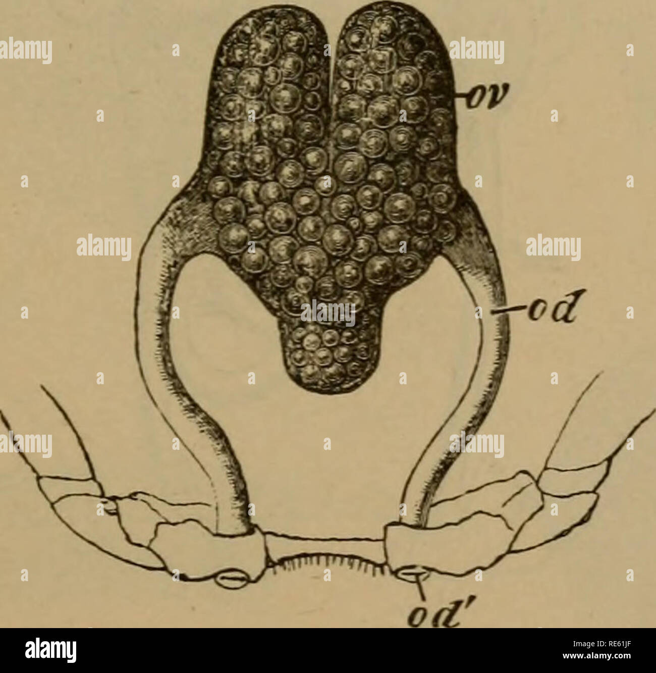 . The crayfish; an introduction to the study of zoology. Crayfish ...