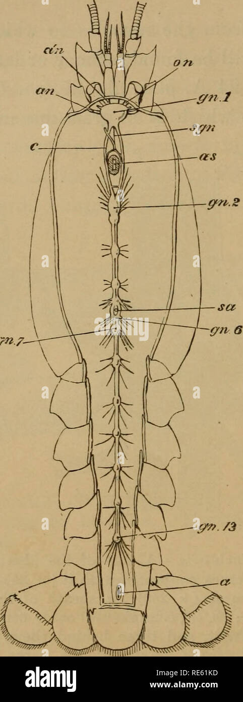. The crayfish; an introduction to the study of zoology. Crayfish ...