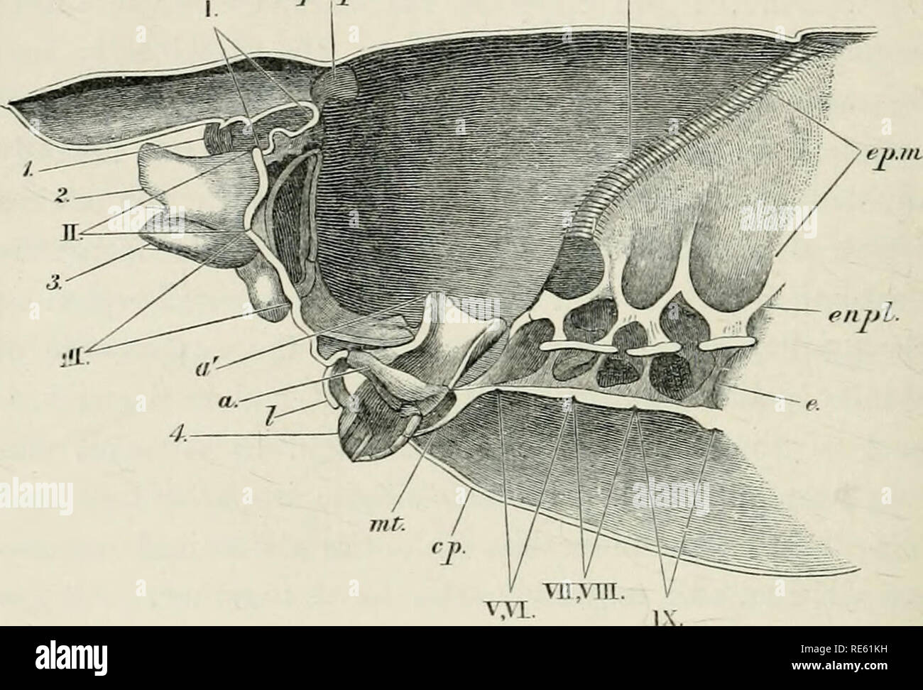 Cervical groove hi-res stock photography and images - Alamy