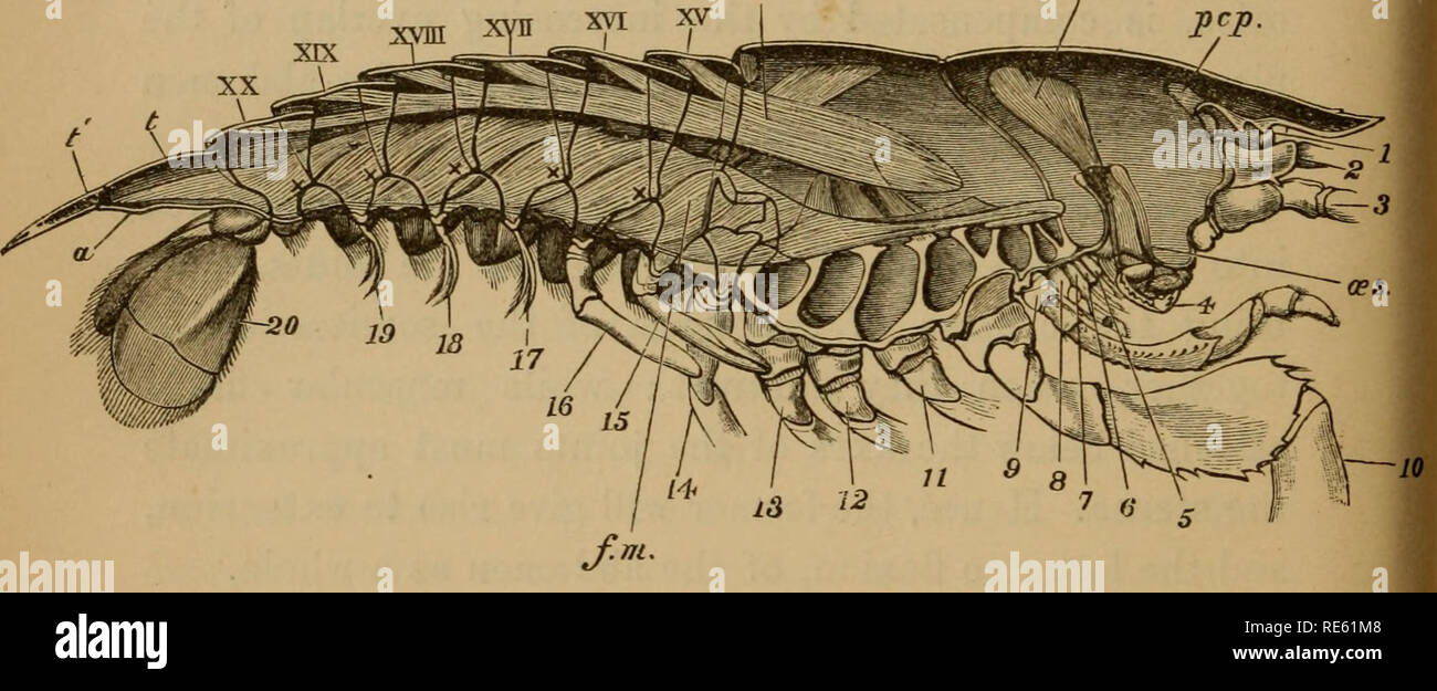 . The crayfish; an introduction to the study of zoology. Crayfish ...