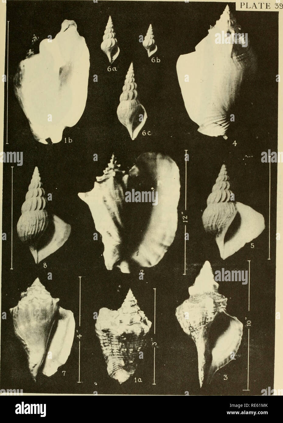 . East coast marine shells : descriptions of shore mollusks together ...