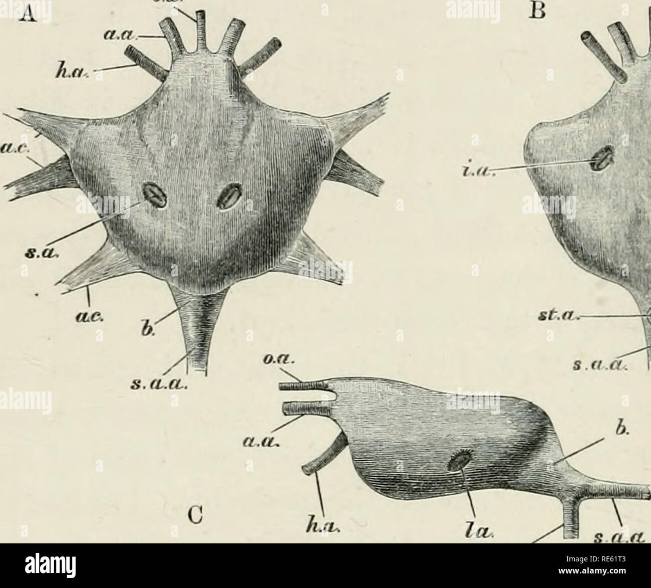 . The Crayfish : an introduction to the study of Zoology. 72 THE ...