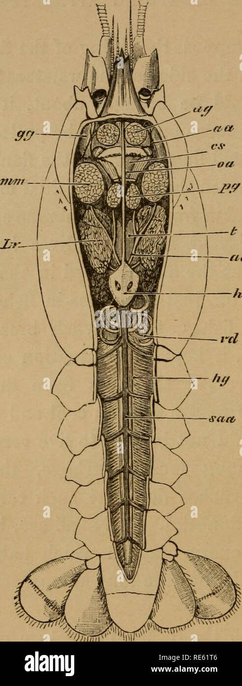 . The crayfish; an introduction to the study of zoology. Crayfish; Zoology.