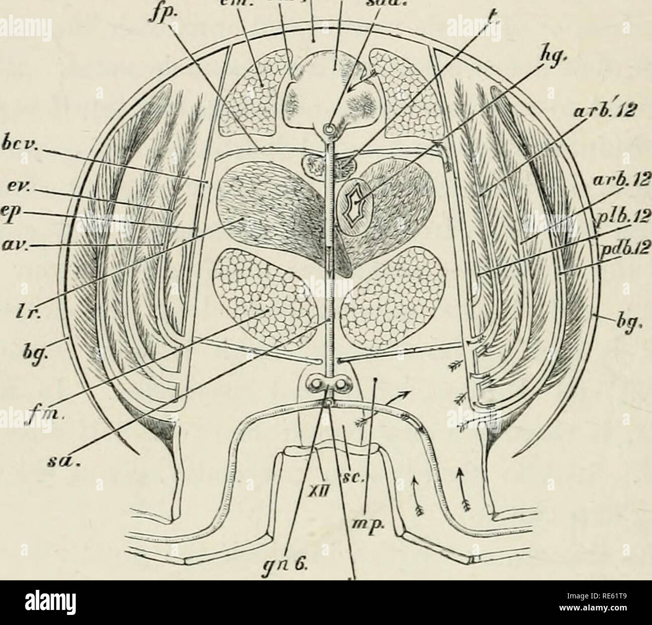 Transverse section through the abdomen hi-res stock photography and ...