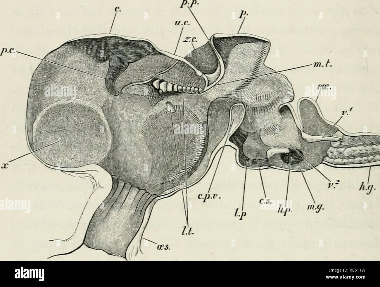 . The Crayfish : an introduction to the study of Zoology. 56 THE ...