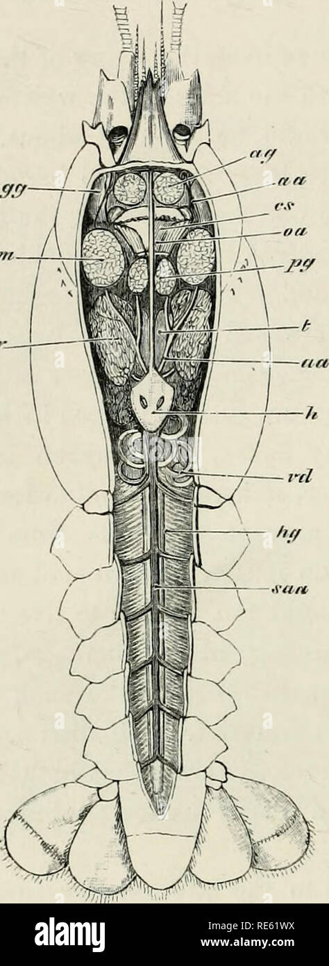 . The Crayfish : an introduction to the study of Zoology. Zt-—^ ^. Fid ...