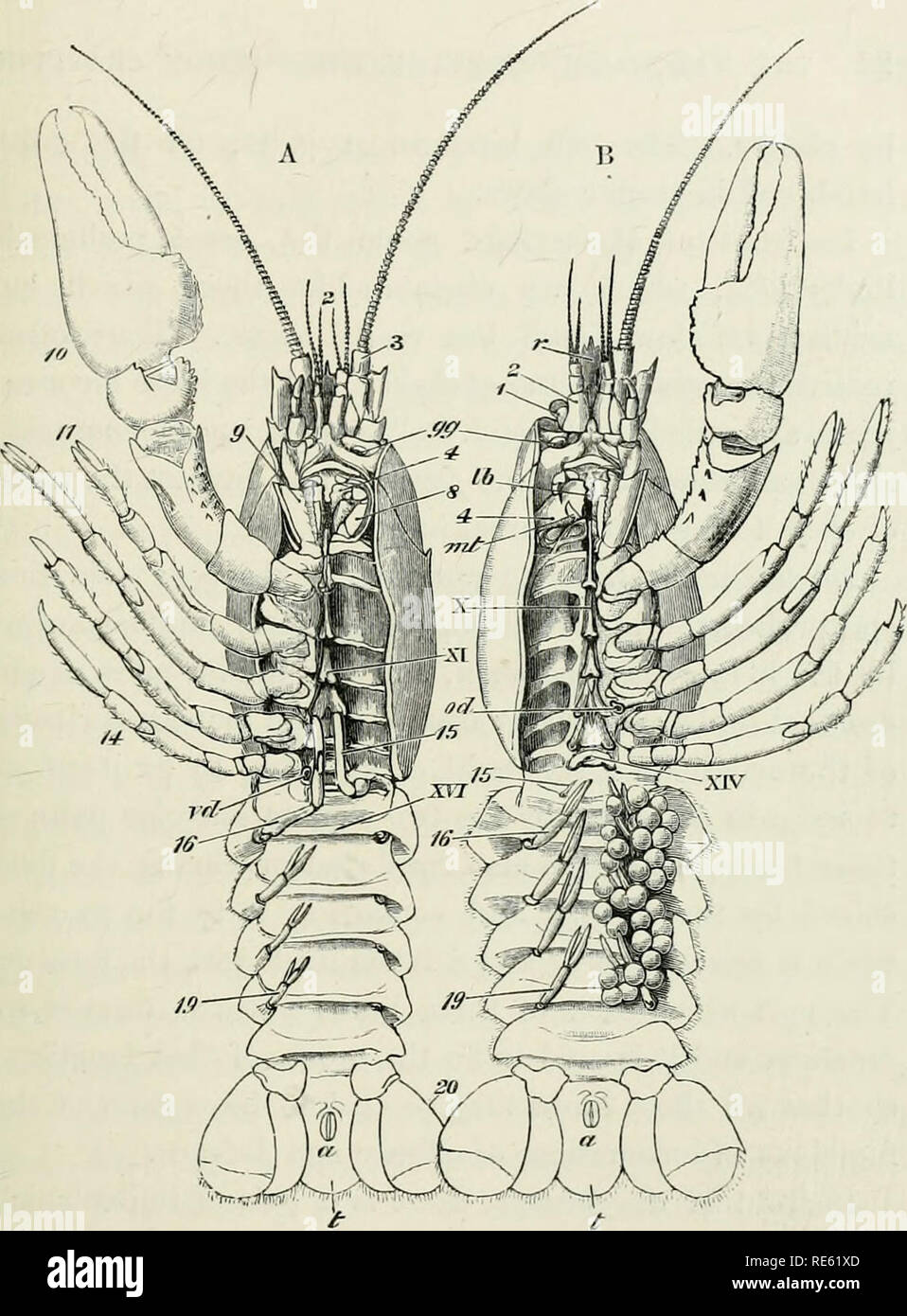 Crayfish Ventral Diagram