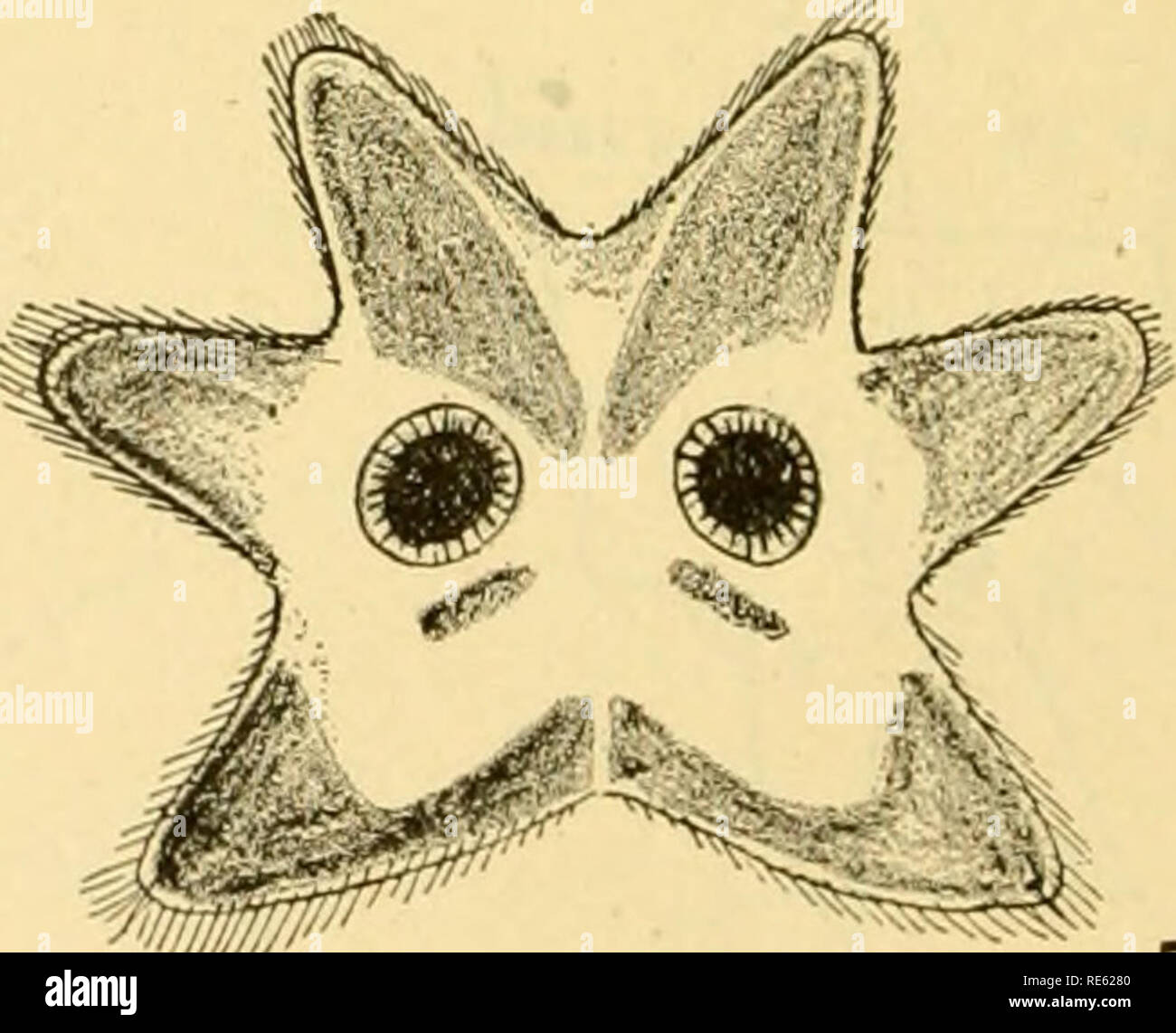 Tipula larva hi-res stock photography and images - Alamy