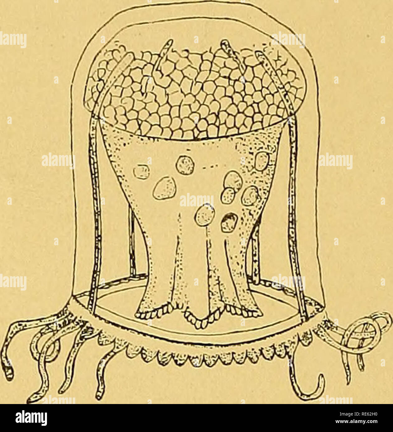 Turritopsis dohrnii hi-res stock photography and images - Alamy