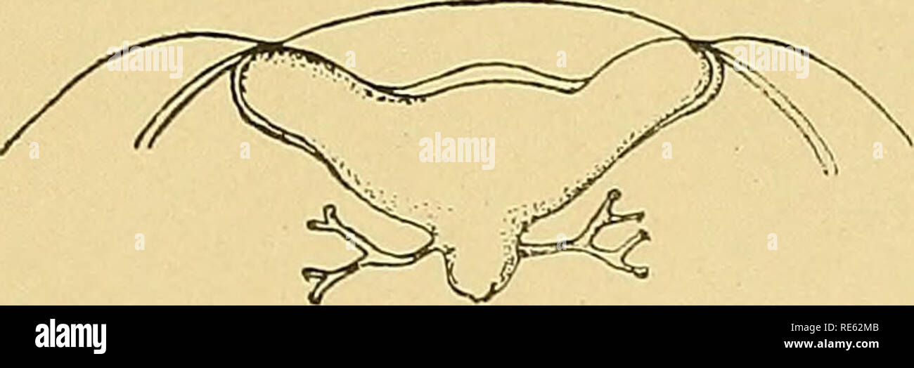 Gonaden hi-res stock photography and images - Alamy