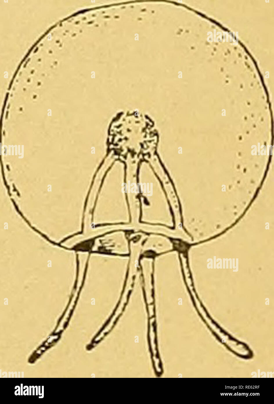 Qualle gonaden hi-res stock photography and images - Alamy