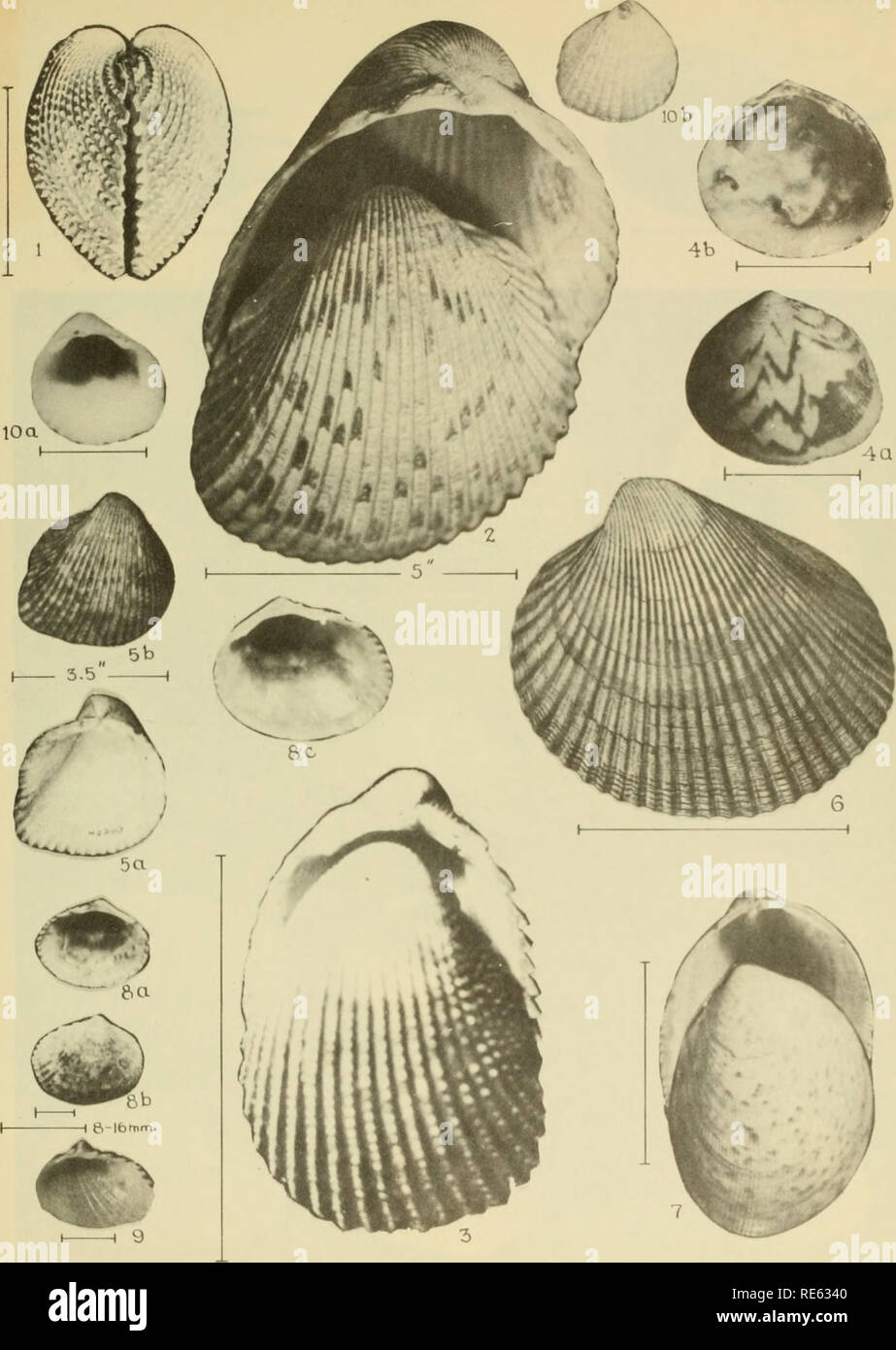 . East coast marine shells; descriptions of shore mollusks together ...