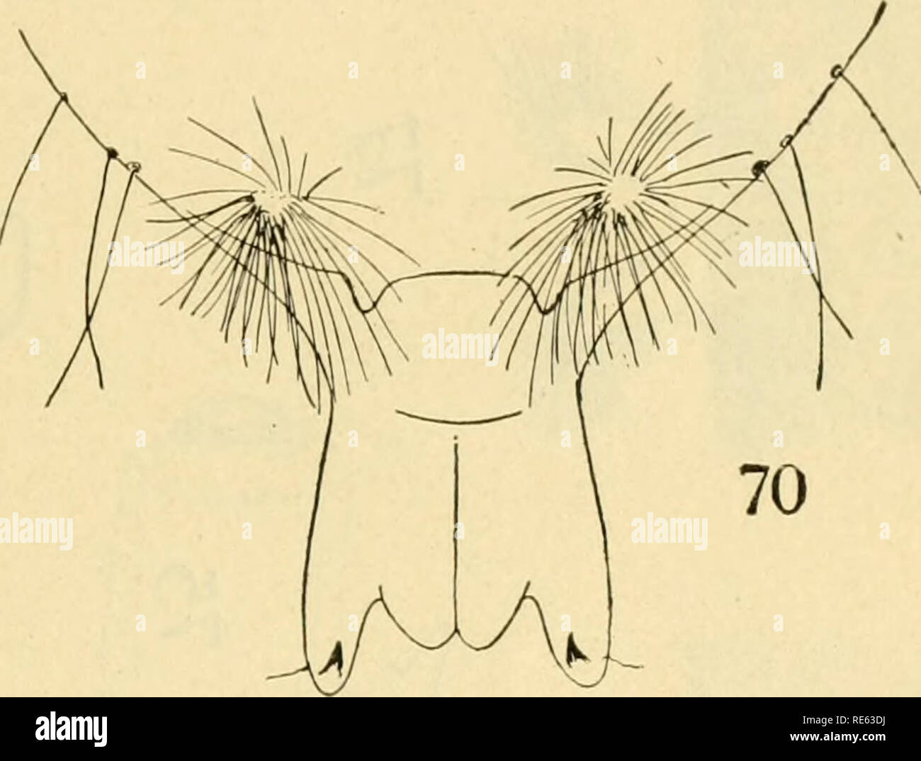 Antocha hi-res stock photography and images - Alamy