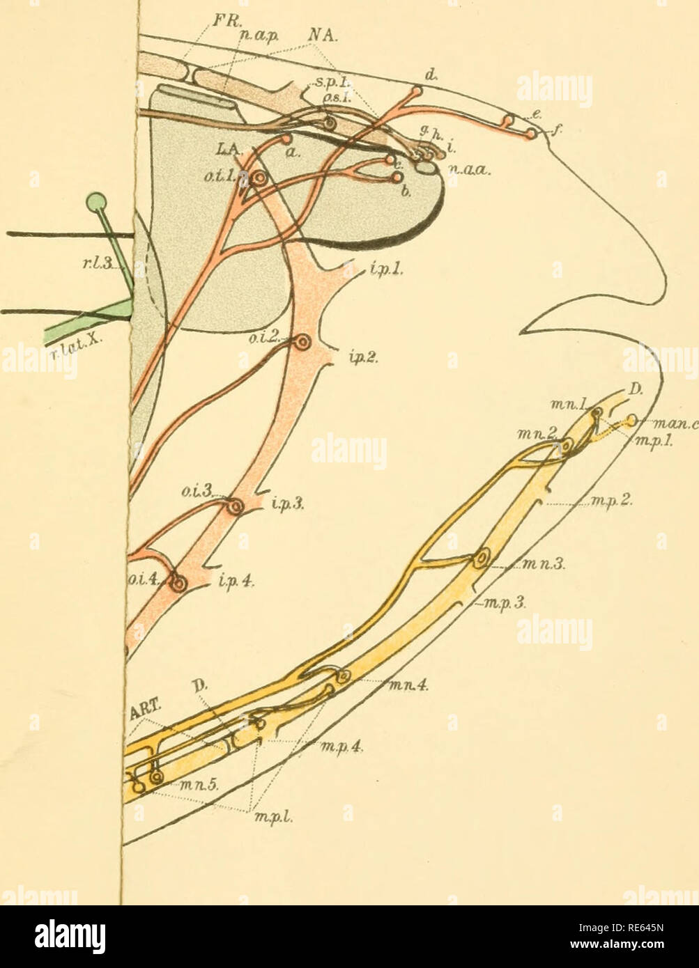 First cranial nerve hi-res stock photography and images - Alamy