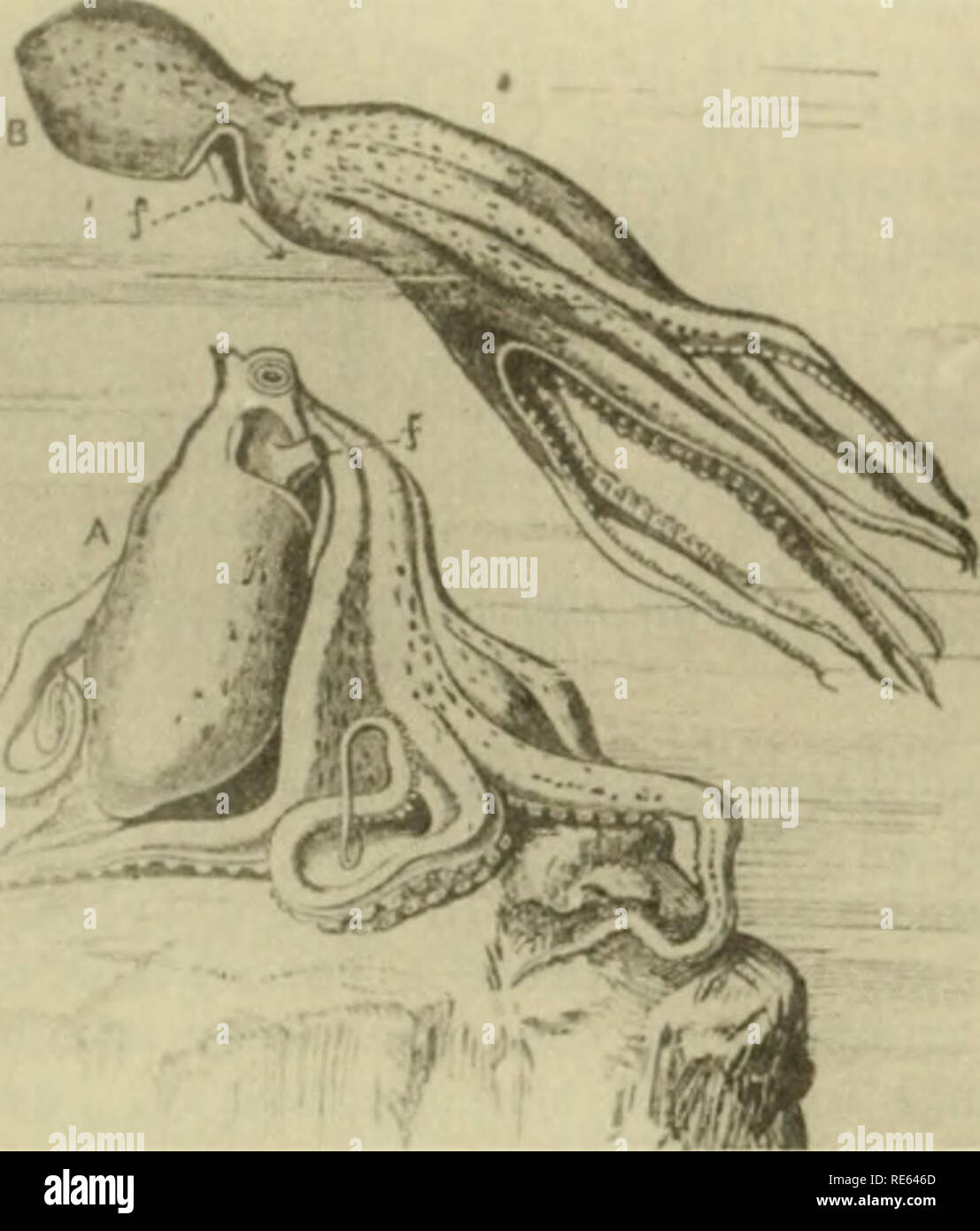 Octopus escape hi-res stock photography and images - Alamy