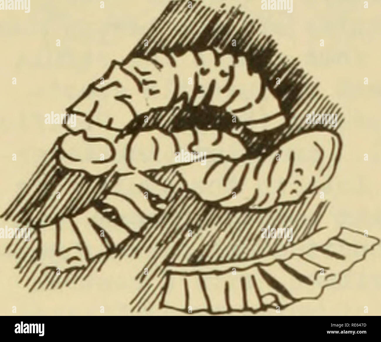 Sinus notch hi-res stock photography and images - Alamy