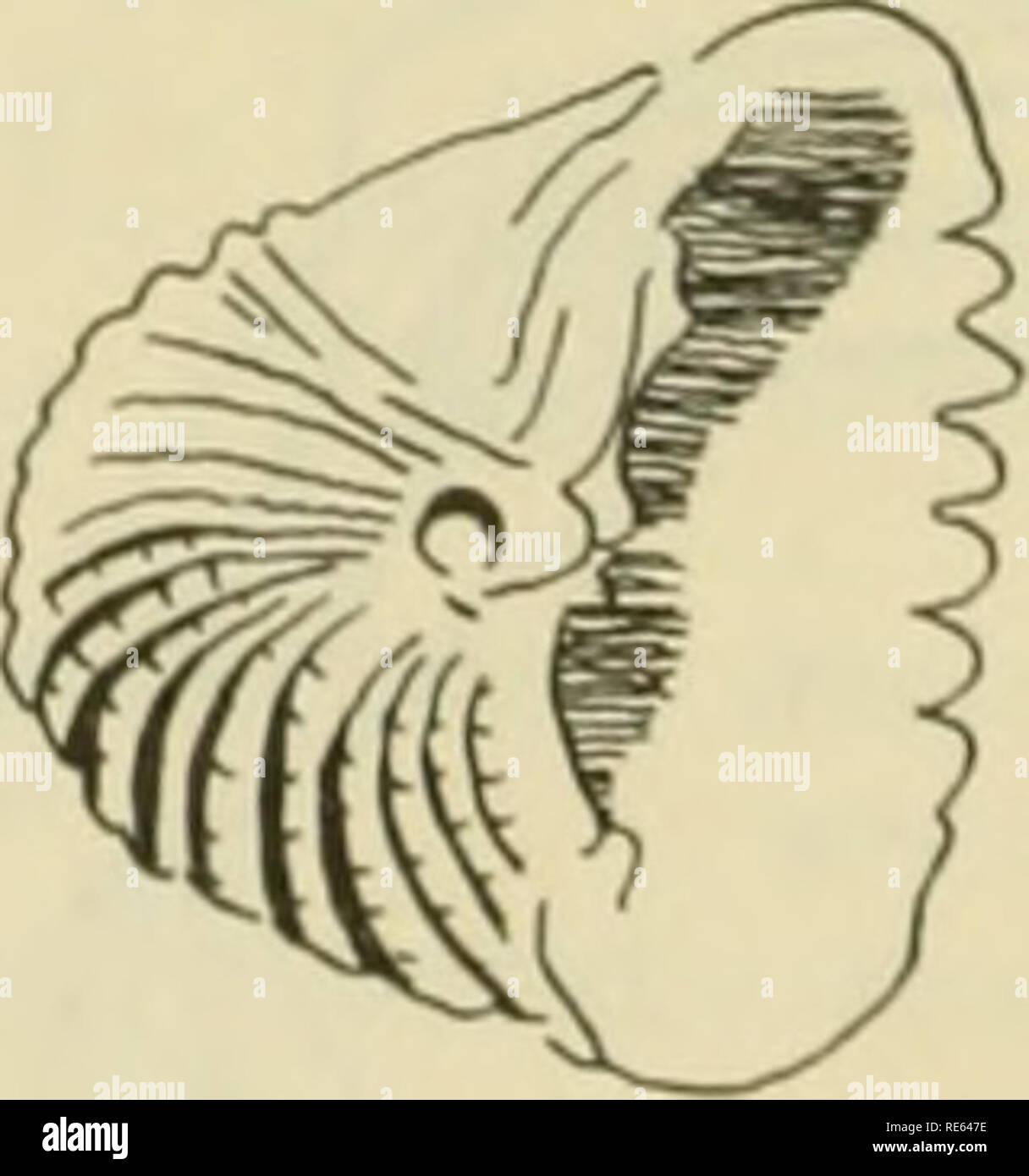 . East coast marine shells; descriptions of shore mollusks together ...