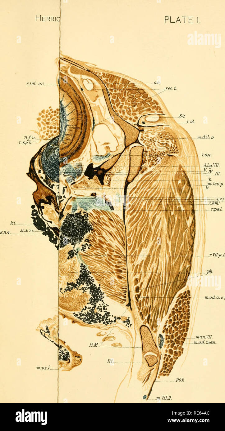 First Cranial Nerve High Resolution Stock Photography and Images - Alamy