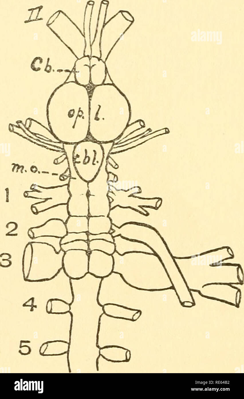 . The cranial and first spinal nerves of menidia; a contribution upon ...