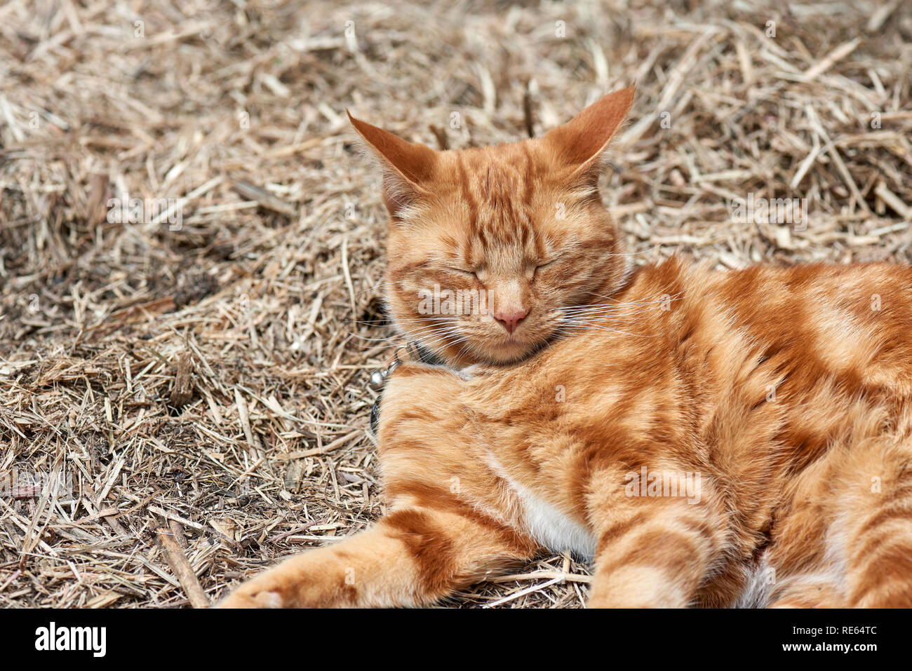 Red ginger cat camouflaged sleeping on sugar cane mulch covered ground ...