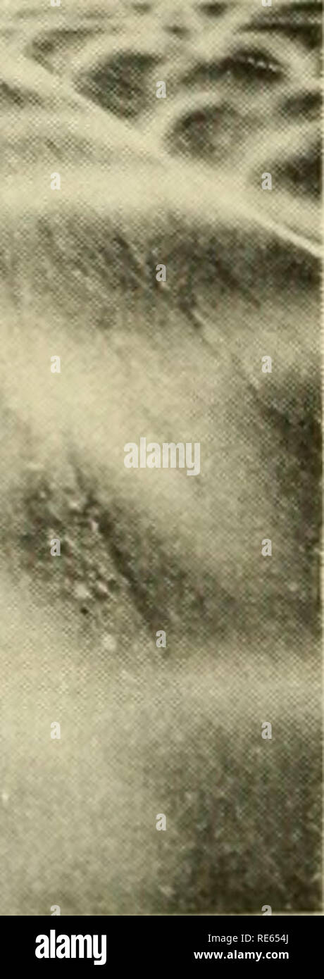 Solid set irrigation hi-res stock photography and images - Alamy