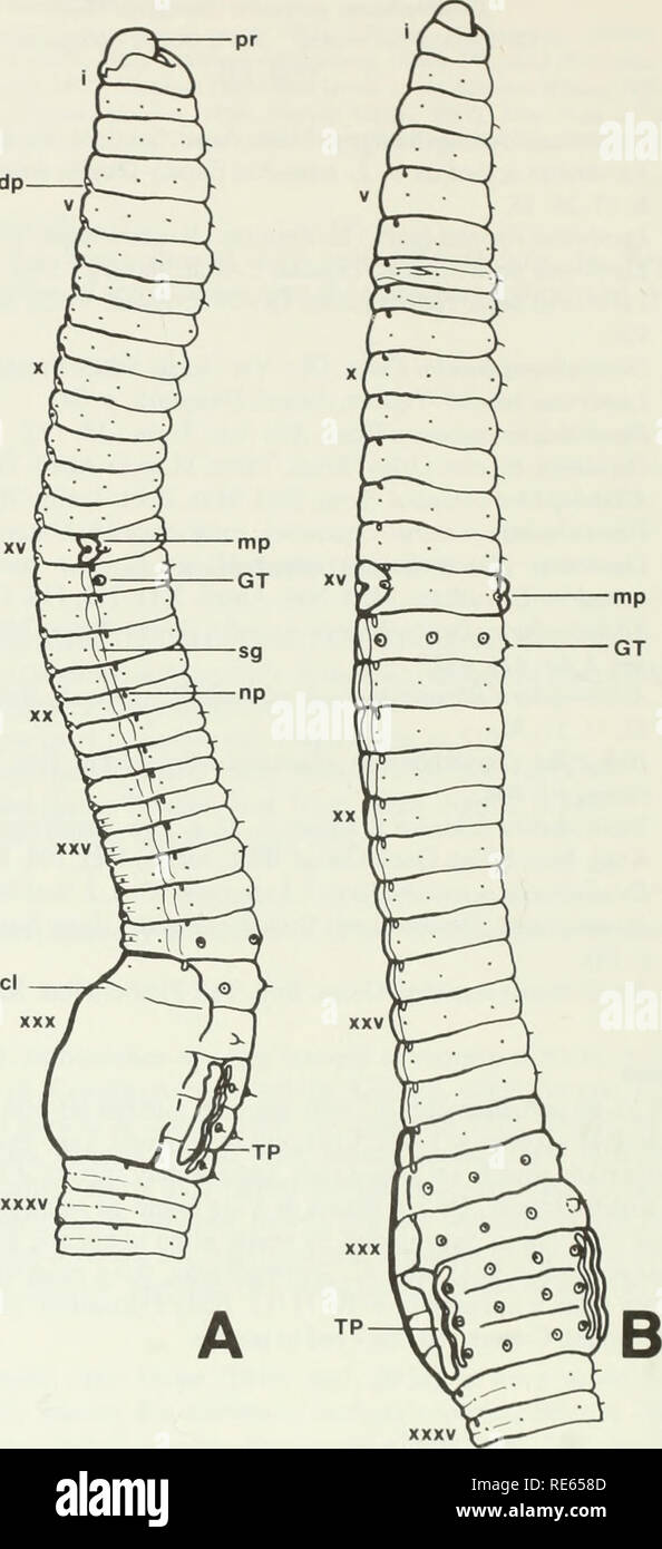 Dendrobaena octaedra hi-res stock photography and images - Alamy