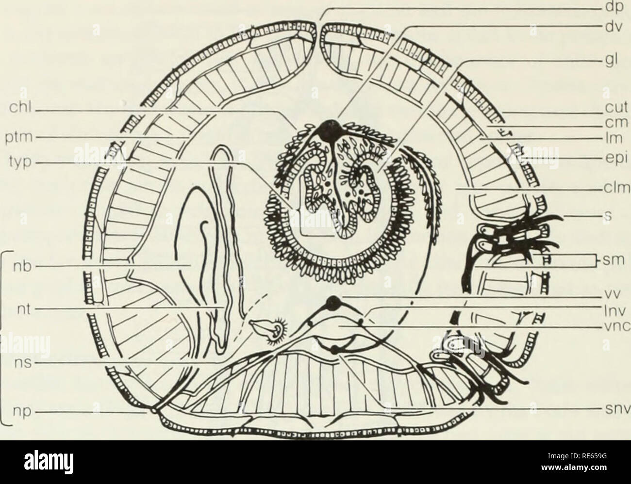 Lumbricus Terrestris Cross Section