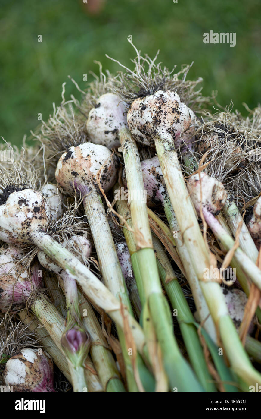 Air curing hi-res stock photography and images - Alamy