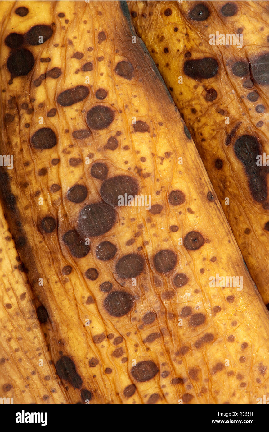 Close up image of overripe banana skin detail with dark spots beginning ...