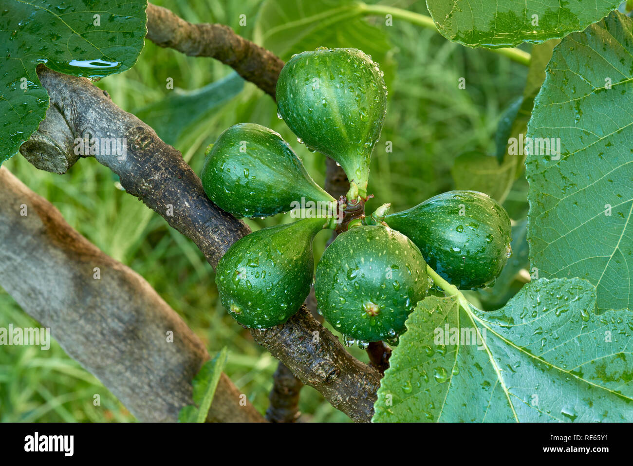 Five leaf cluster hi-res stock photography and images - Alamy