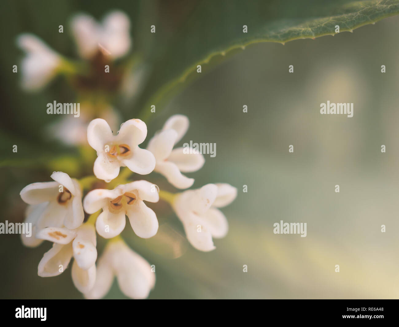 Close-up image of bouquet of white sweet osmanthus, sweet olive flower ...