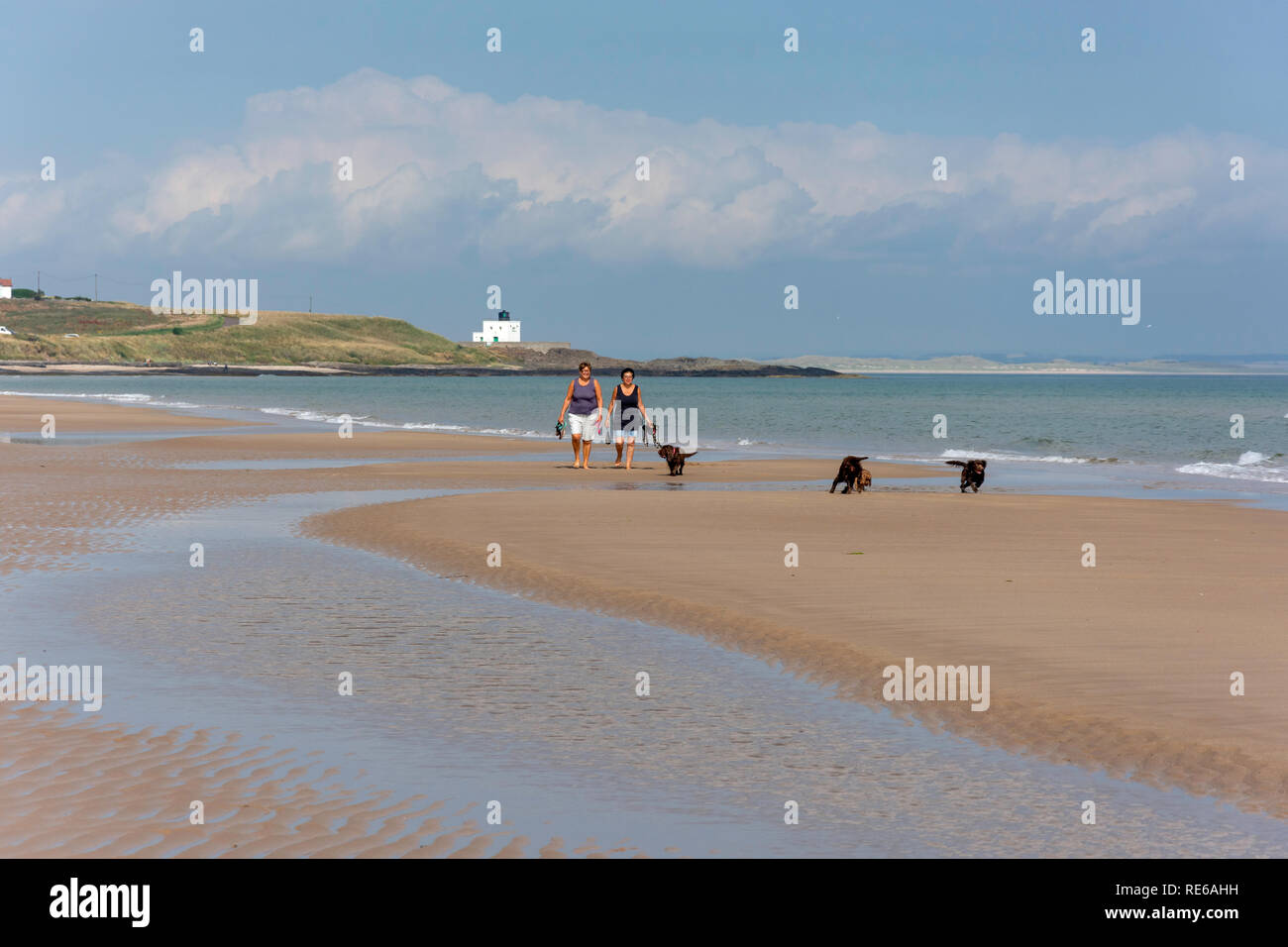 Women walking dogs on bamburgh beach sand coast coastal seaside hi-res ...