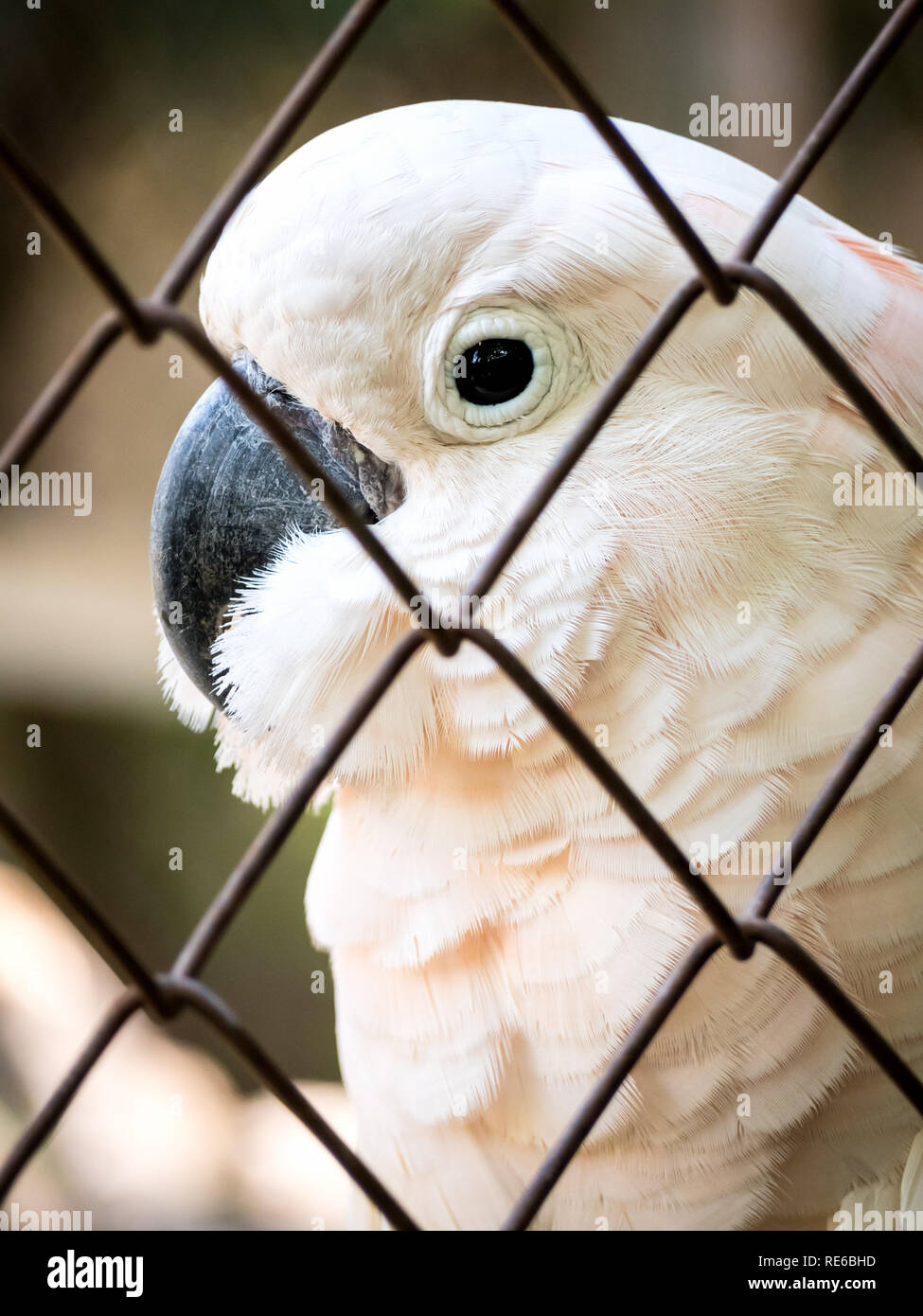 Close-up image of unhappy Cockatoo (Cacatua Vieillot) bird imprisoned ...