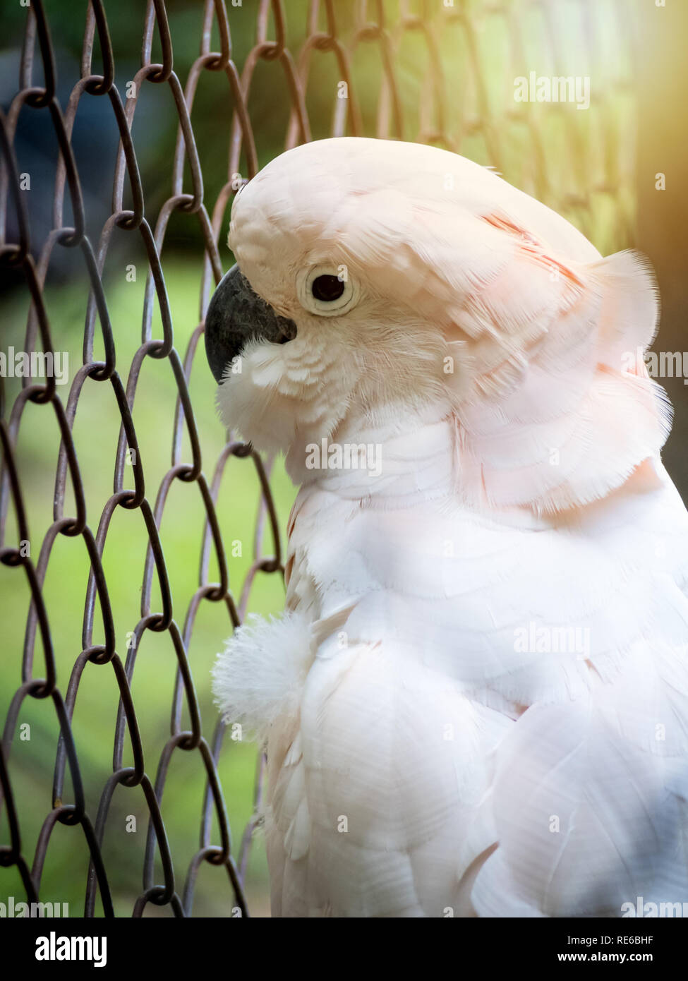 Close-up image of unhappy Cockatoo (Cacatua Vieillot) bird imprisoned ...